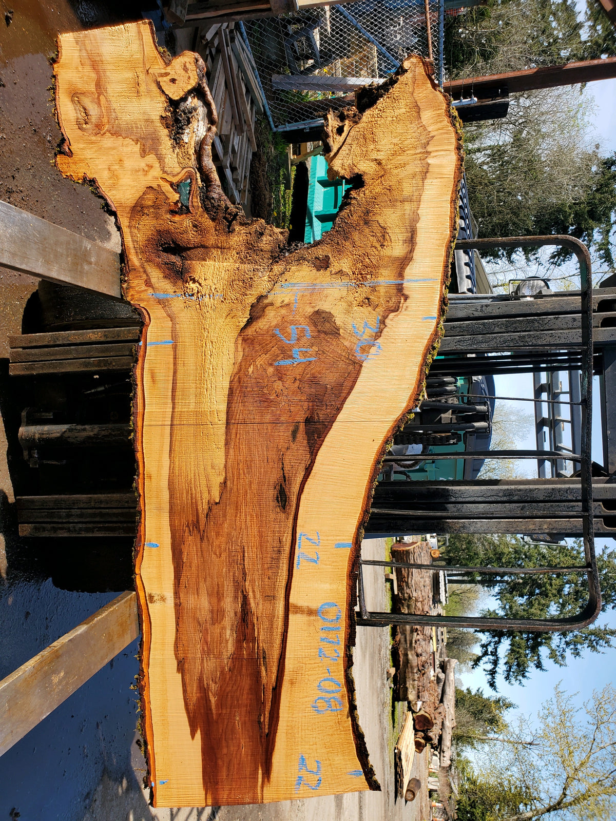 54" x 25" Maple Slab #017208 — Wane+Flitch