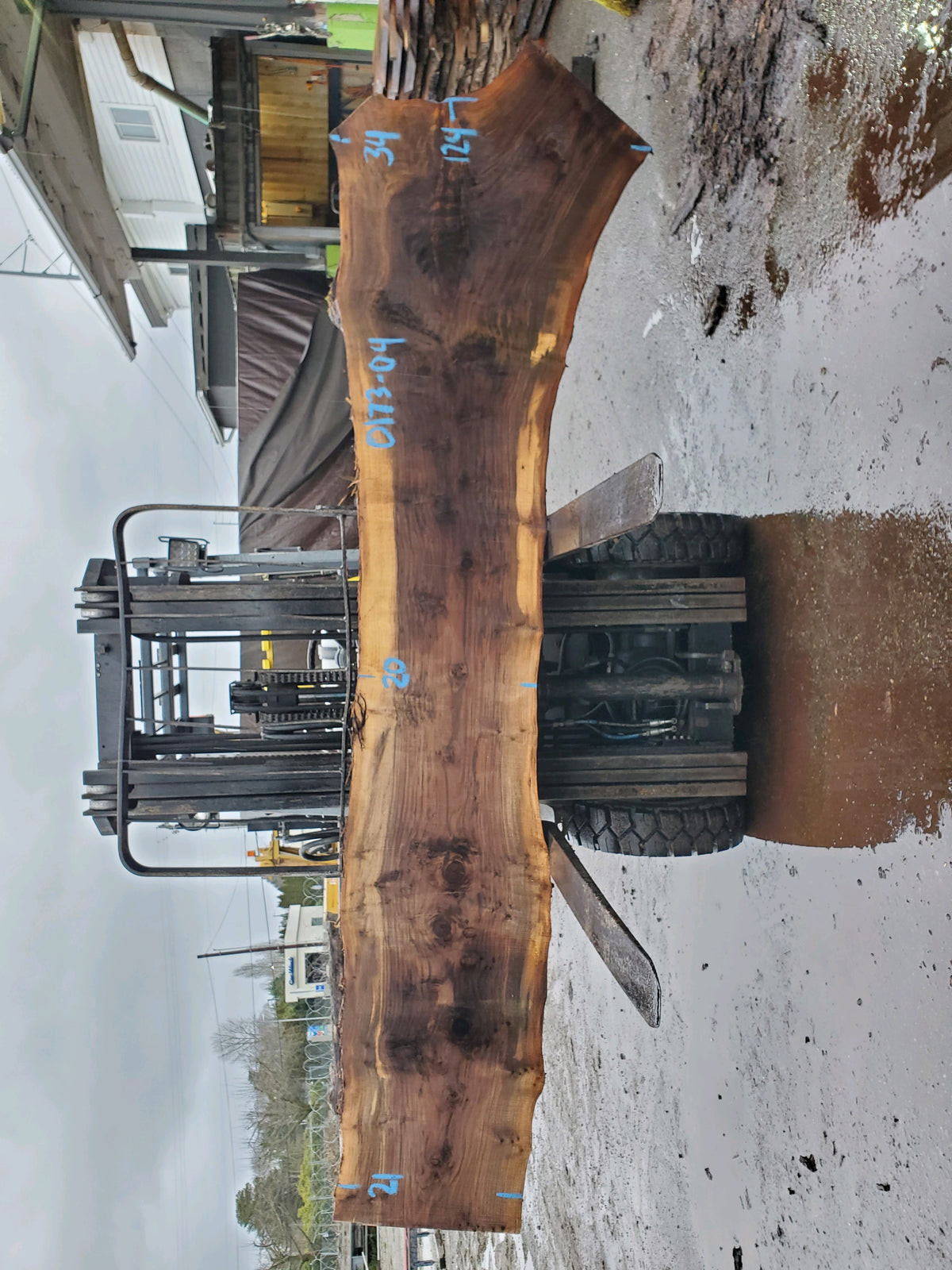 124" x 25" Black Walnut Slab #017304 — Wane+Flitch