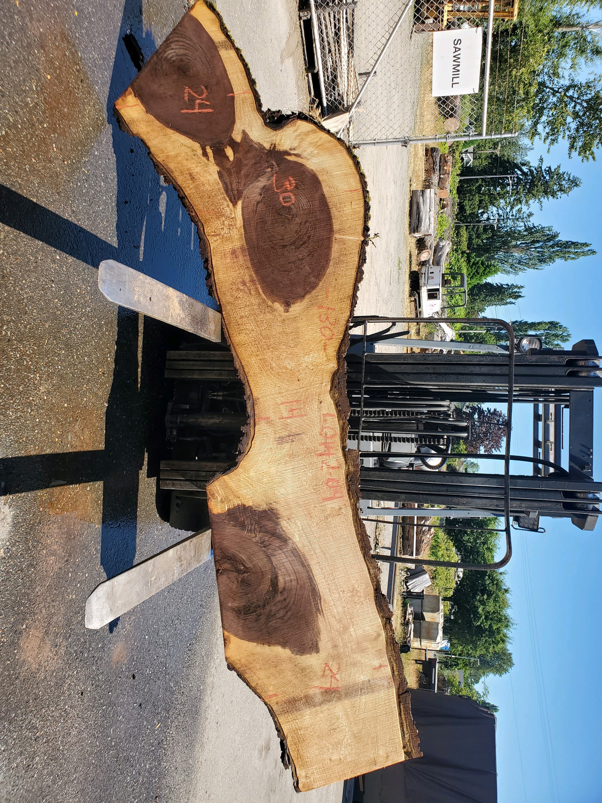 130" x 21" Black Walnut Slab #014209 — Wane+Flitch