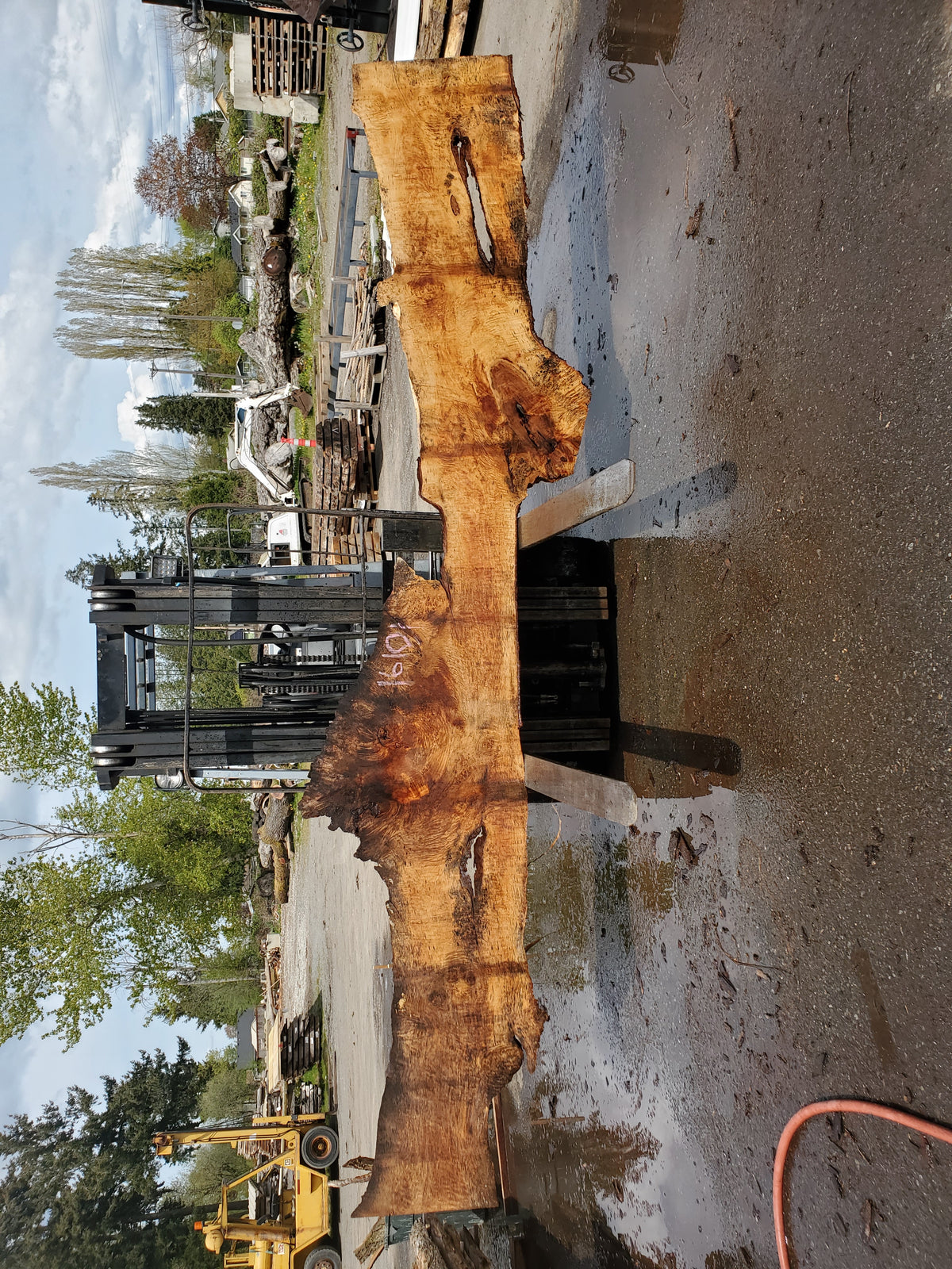 168" x 21" Maple Slab #16101 — Wane+Flitch