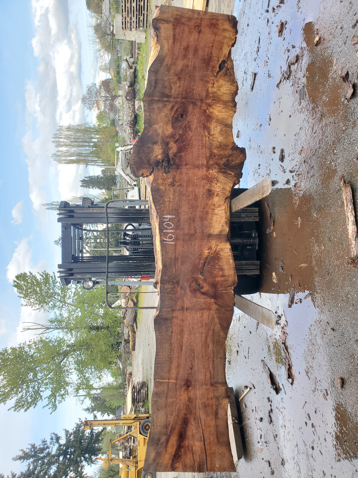 168" x 31" Maple Slab #16104 — Wane+Flitch